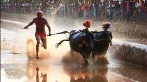 Kambala Festival: A Thrilling Dive into Karnataka's Cultural Heritage ...